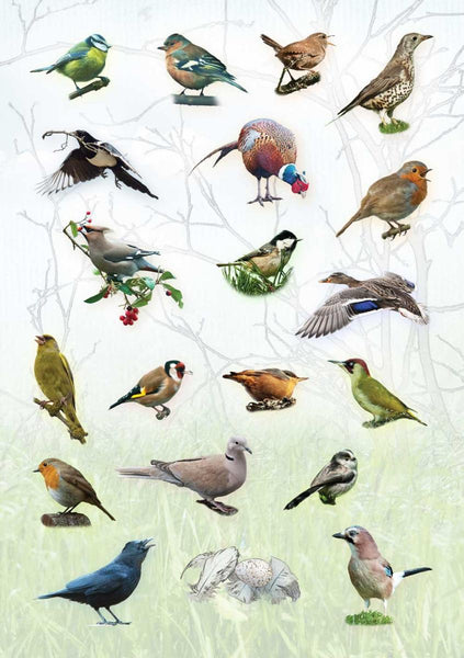 Garden Birds Sticker Activity Pack – Perennial GRBS